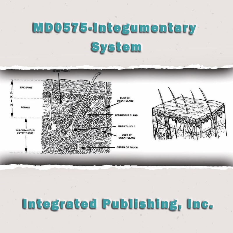 Integumentary System