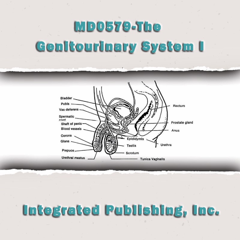The Genitourinary System I