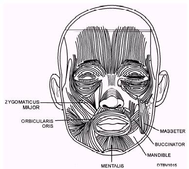 Muscles of Mastication