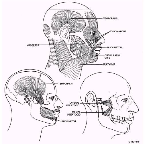 Muscles of Mastication